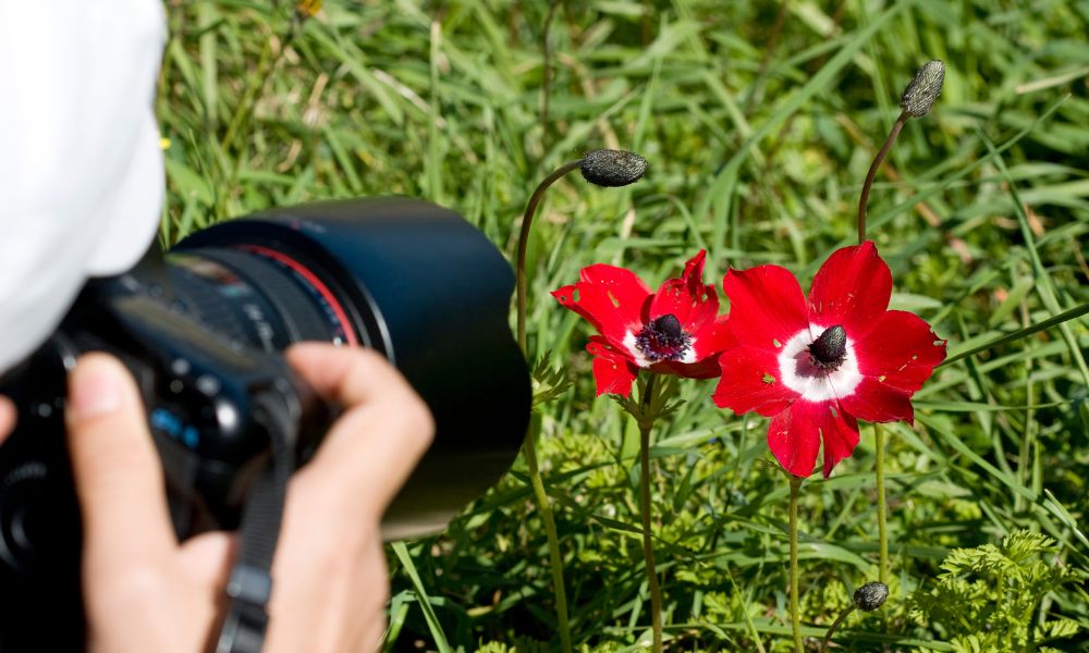 Exploring Macro Photography: A Beginner’s Guide to Close-Up Shots